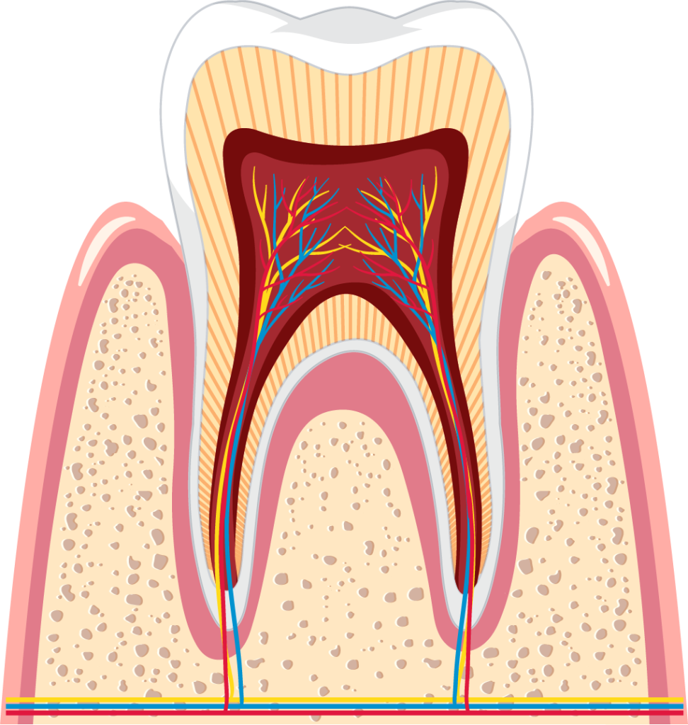 Root Canal - Farazy Dental & Research Center
